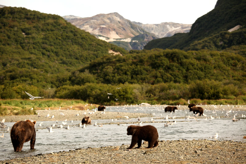 Bears of the Last Frontier | Photo Gallery | Nature | PBS