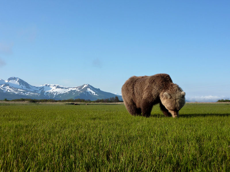 Bears of the Last Frontier | Photo Gallery | Nature | PBS