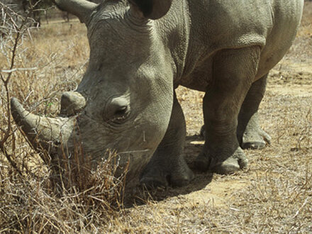 Rhinoceros | About | Nature | PBS