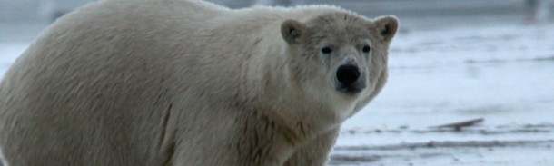 Bears of the Last Frontier | Polar Bear Fact Sheet | Nature | PBS