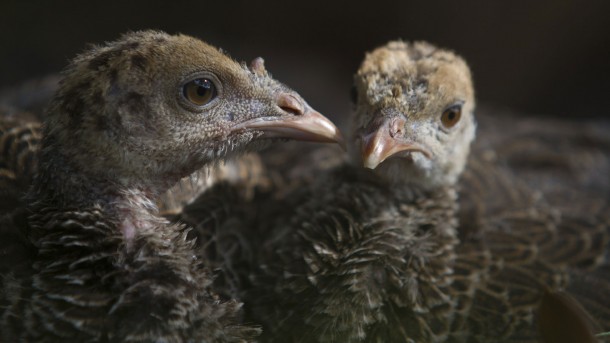 My Life as a Turkey | Wild Turkey Fact Sheet | Nature | PBS