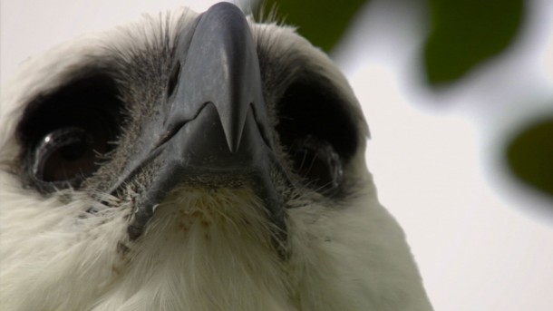 Harpy Eagle Fact Sheet | Blog | Nature | PBS