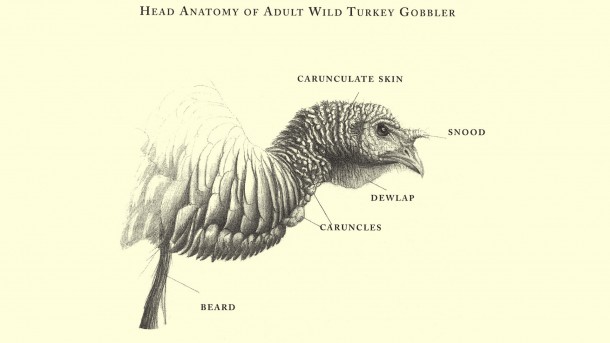 Wild Turkey Fact Sheet | Blog | Nature | PBS
