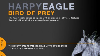 Jungle Eagle | Harpy Eagle Fact Sheet | Nature | PBS