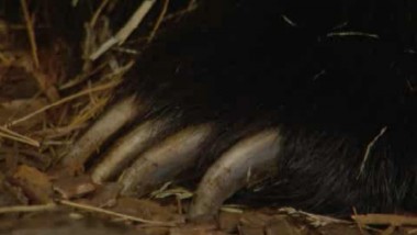 Christmas in Yellowstone | Who Was John Colter? | Nature | PBS