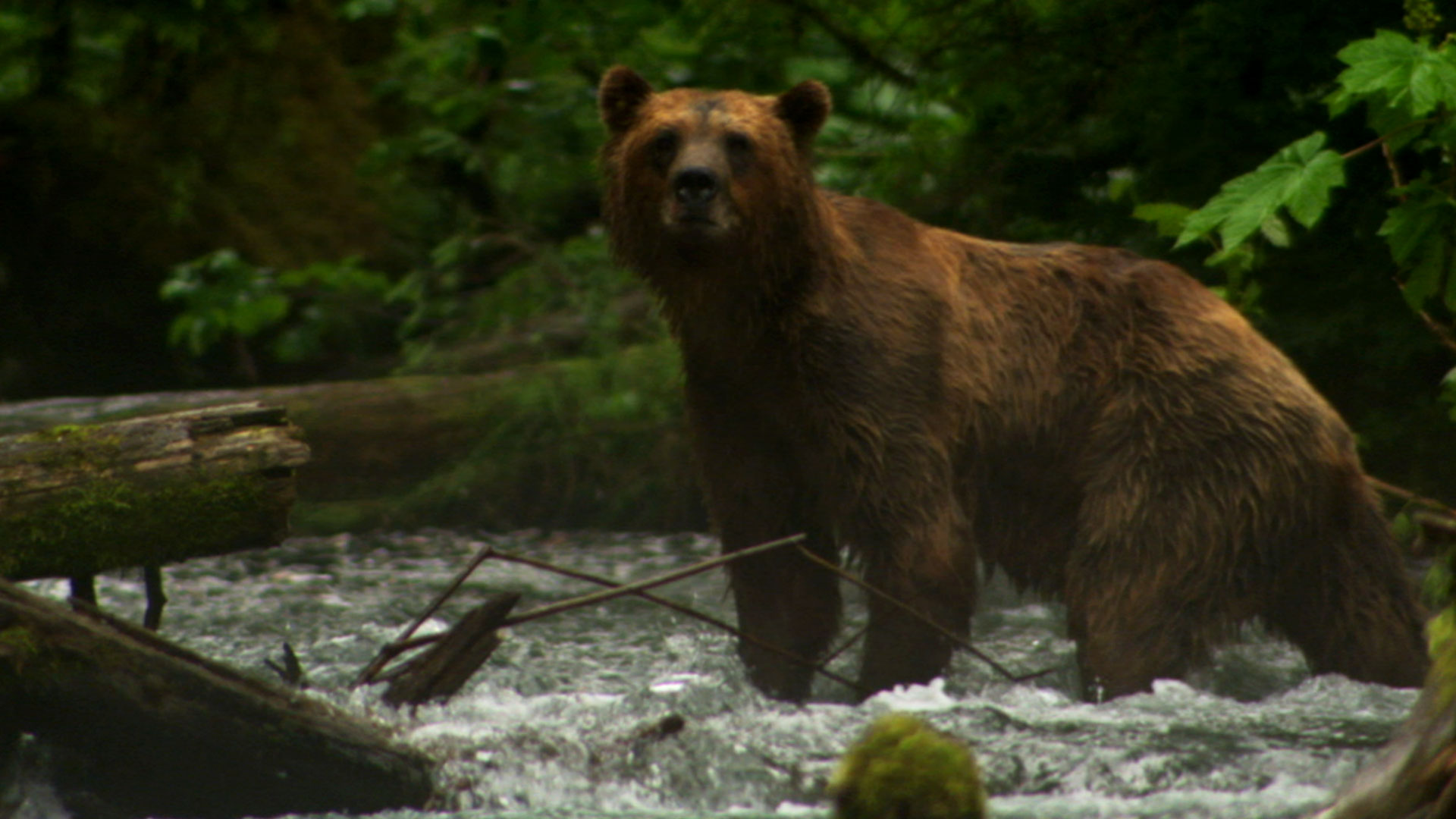 Bears of the Last Frontier | Hour Two: The Road North | Nature | PBS