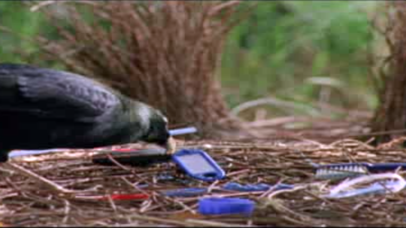 What Females Want Bower Birds Love Blue Booty Nature Pbs