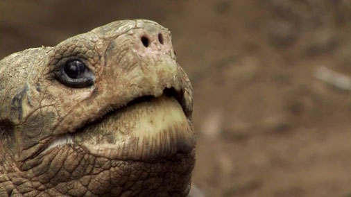 The Loneliest Animals | Update: Galapagos Tortoise Lonesome George Dies ...