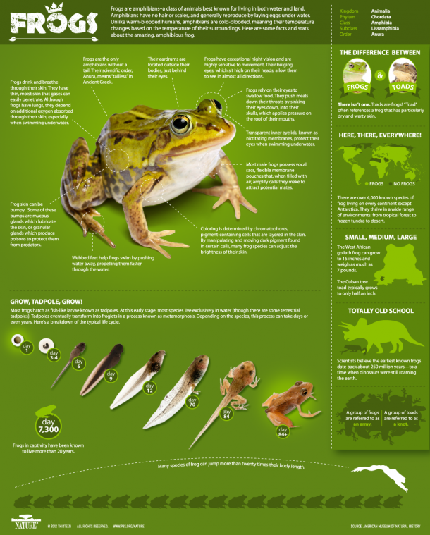Frogs: The Thin Green Line | Infographic: All About Frogs | Nature | PBS