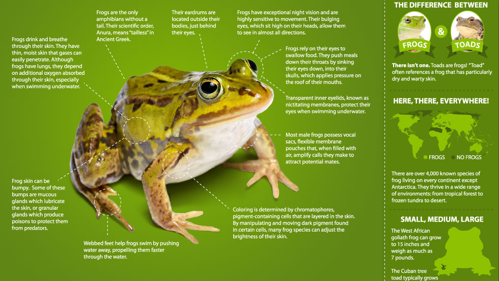 Basic Information On Frogs