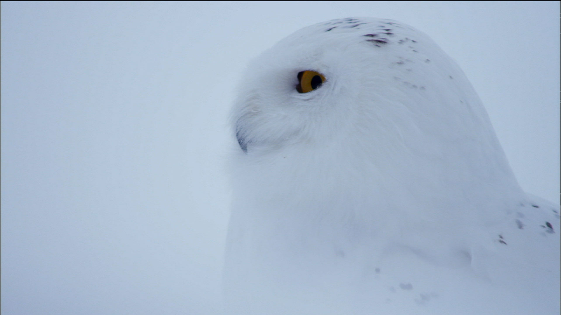 Magic of the Snowy Owl | Full Episode | Nature | PBS
