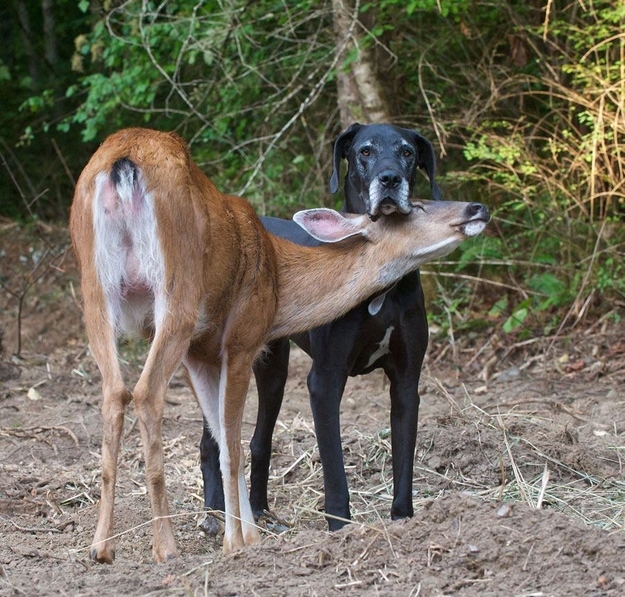 Animal Odd Couples | Meet the Odd Couples | Nature | PBS