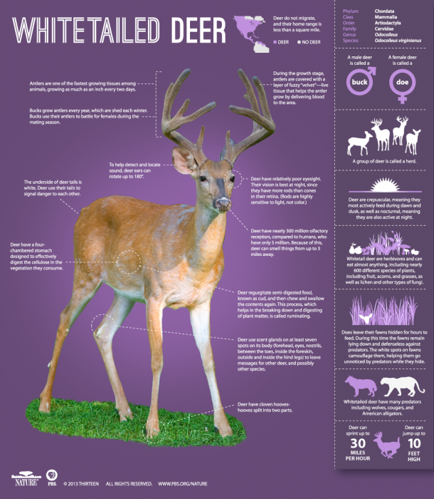 The Private Life of Deer | Infographic: Learn About the Whitetailed ...