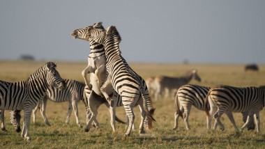Great Zebra Exodus | Infographic: All About the Plains Zebra | Nature | PBS