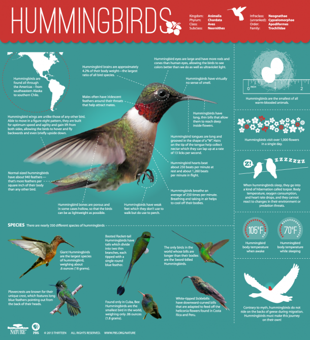 Hummingbirds: Magic in the Air | Infographic: All About Hummingbirds ...