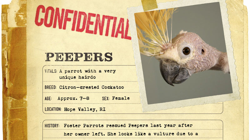Parrot Confidential | Infographic: Peepers, the Citron-crested Cockatoo ...