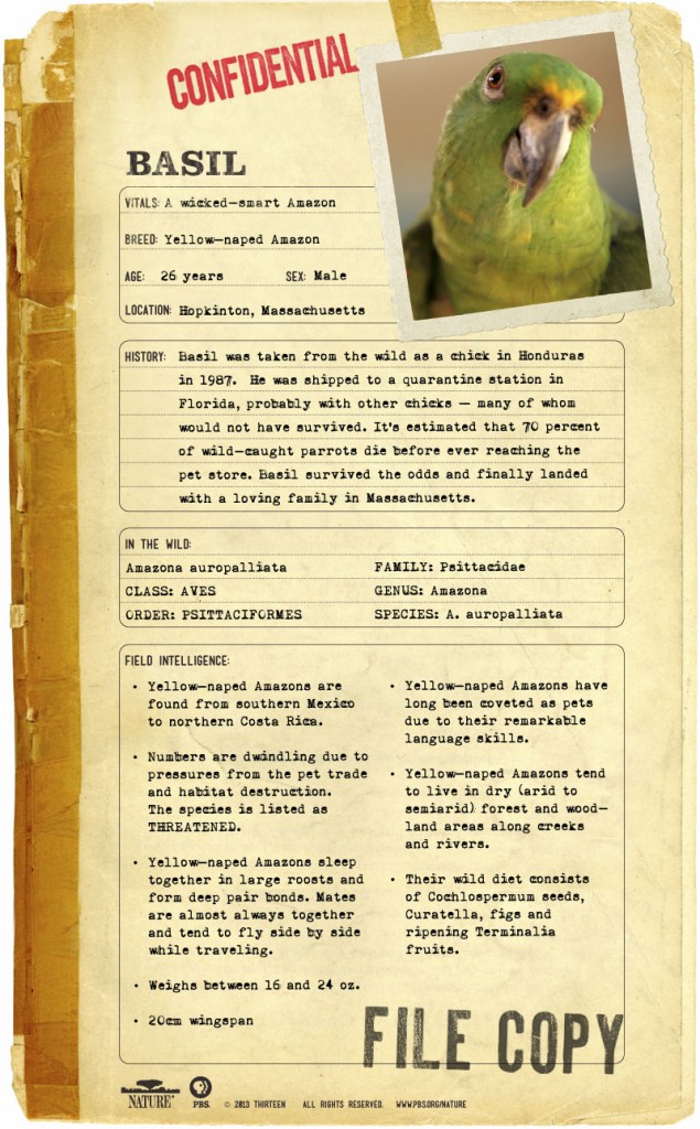 Parrot Confidential | Infographic: Basil, the Yellow-naped Amazon fact ...