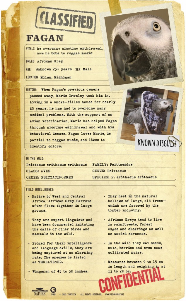 Parrot Confidential | Infographic: Fagan, the African Grey fact sheet ...