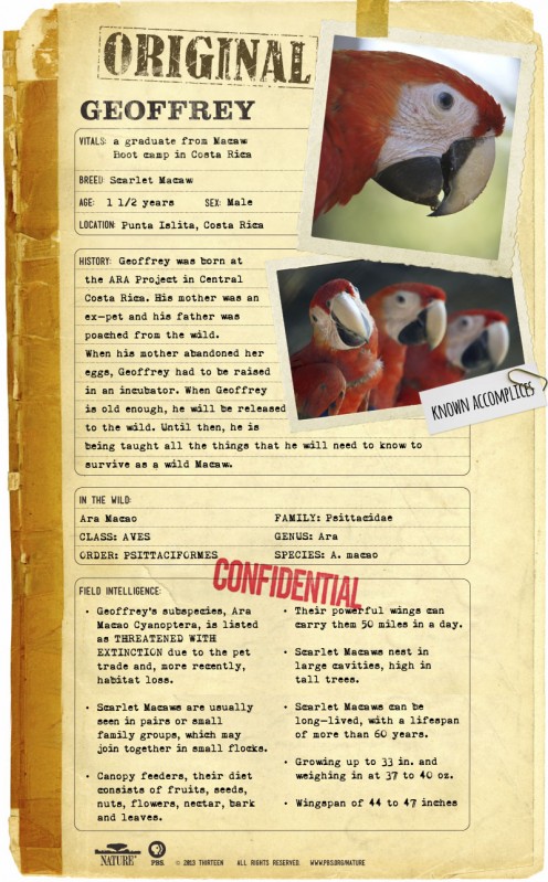 Parrot Confidential | Infographic: Geoffrey, the Scarlet Macaw fact ...