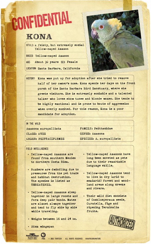Parrot Confidential | Infographic: Kona, the Yellow-naped Amazon fact ...