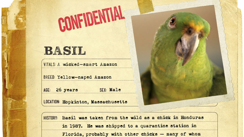 Parrot Confidential | Infographic: Basil, the Yellow-naped Amazon fact ...