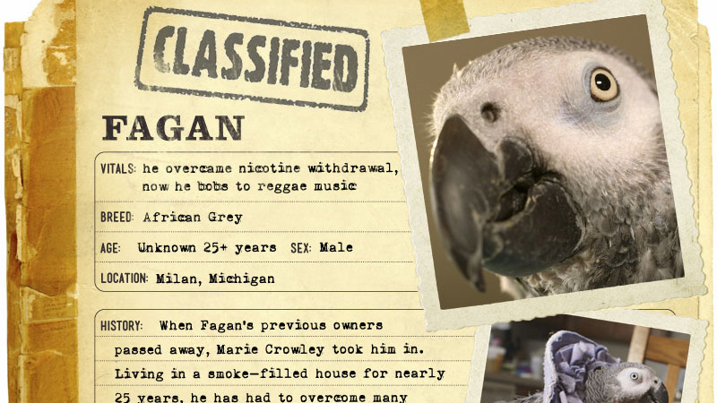 Parrot Confidential | Infographic: Fagan, the African Grey fact sheet ...
