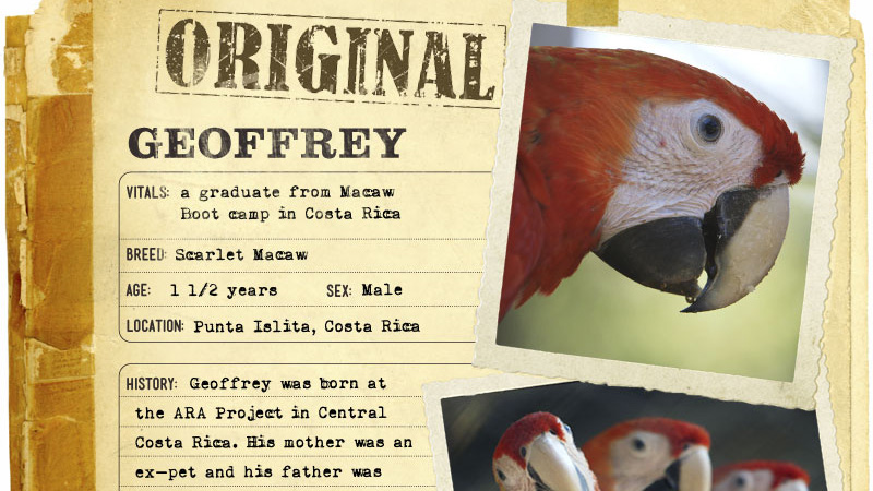 Parrot Confidential | Infographic: Geoffrey, the Scarlet Macaw fact ...