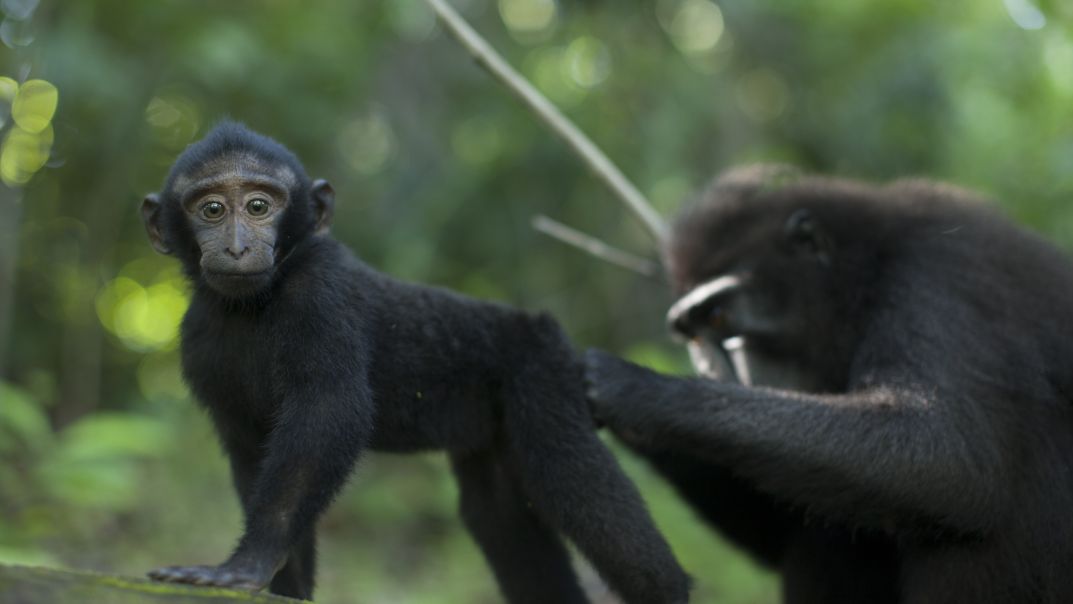 The Funkiest Monkeys in Photos | Nature | PBS