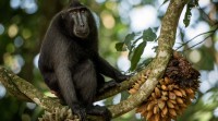 The Funkiest Monkeys in Photos | Nature | PBS
