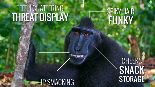 The Funkiest Monkeys | Infographic: The Crested Black Macaque | Nature ...