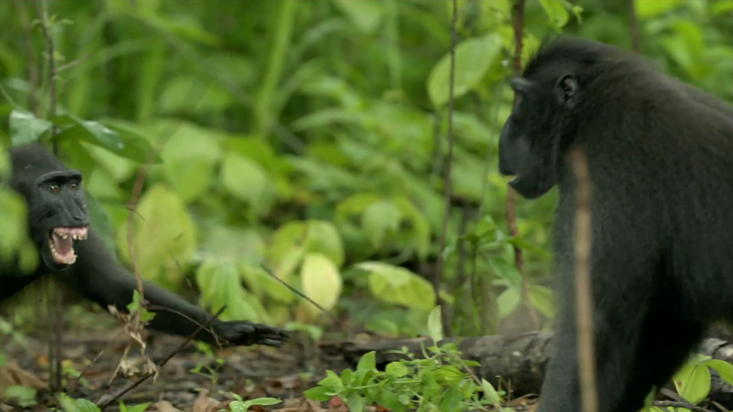 Why Crested Black Macaques Fight | Nature | PBS