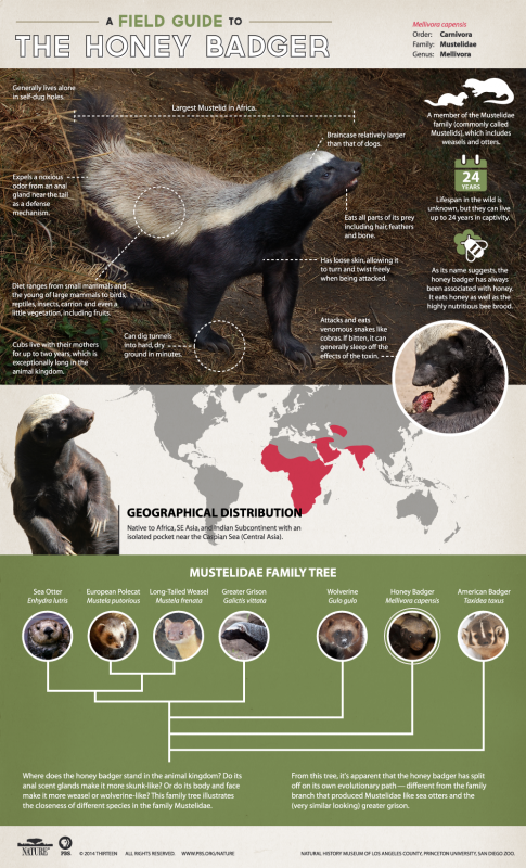 Honey Badger | Infographic: A field guide to the Honey Badger | Nature ...
