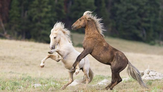 Cloud: Challenge of the Stallions | Stallions Compete for Mares ...