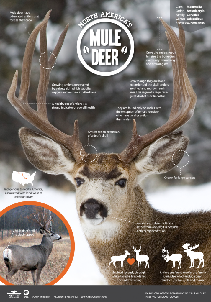 Touching the Wild | Infographic: North America's Mule Deer | Nature | PBS