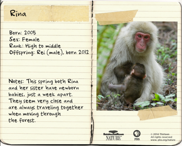 Snow Monkeys | Field Guide: Life With Snow Monkeys | Nature | PBS