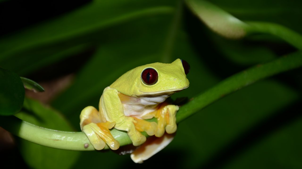 Frogs | Nature | PBS