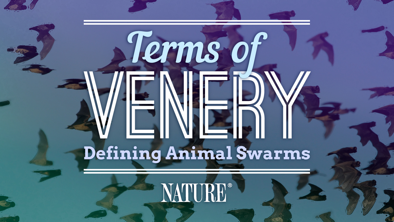 The Gathering Swarms | Terms of Venery: Name the Swarm | Nature | PBS