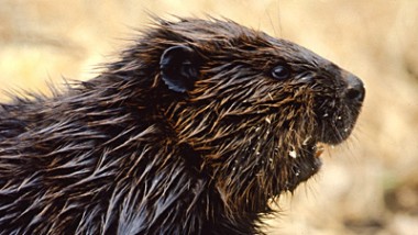 Leave It to Beavers | The Benefits of Beavers | Nature | PBS