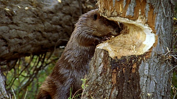 Beaver Fact Sheet | Blog | Nature | PBS
