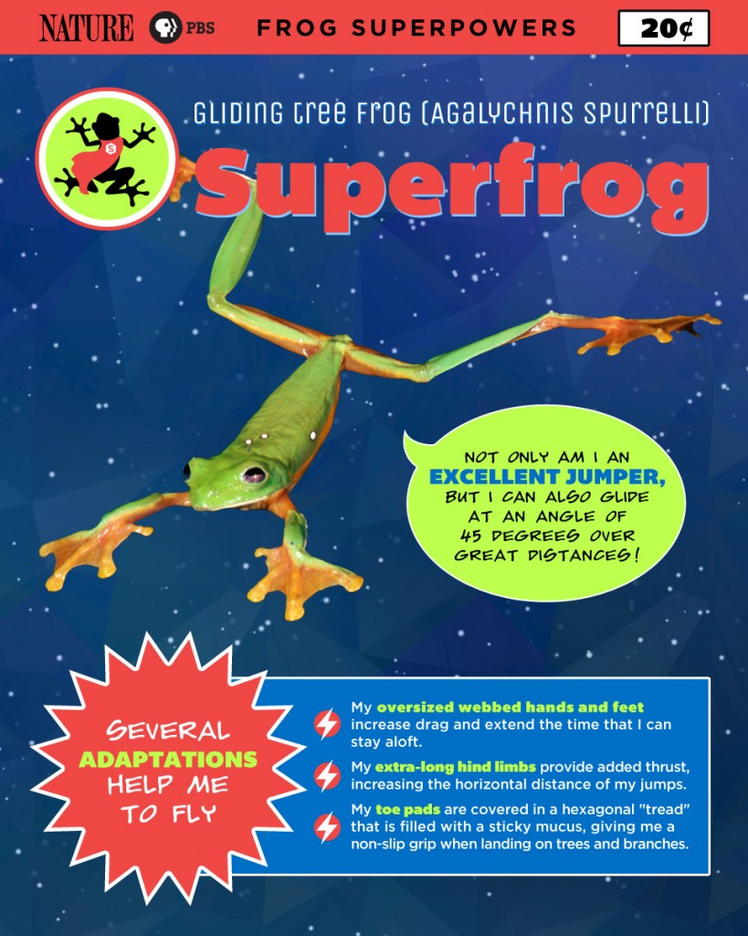 Fabulous Frogs | Frog Superpowers [Infographics] | Nature | PBS