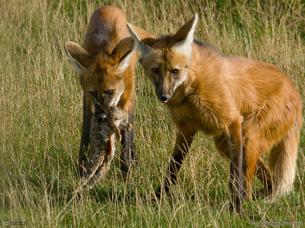 Featured Creature: Maned Wolf | Blog | Nature | PBS