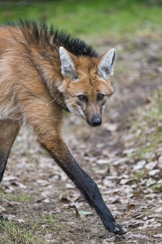 Featured Creature: Maned Wolf | Blog | Nature | PBS