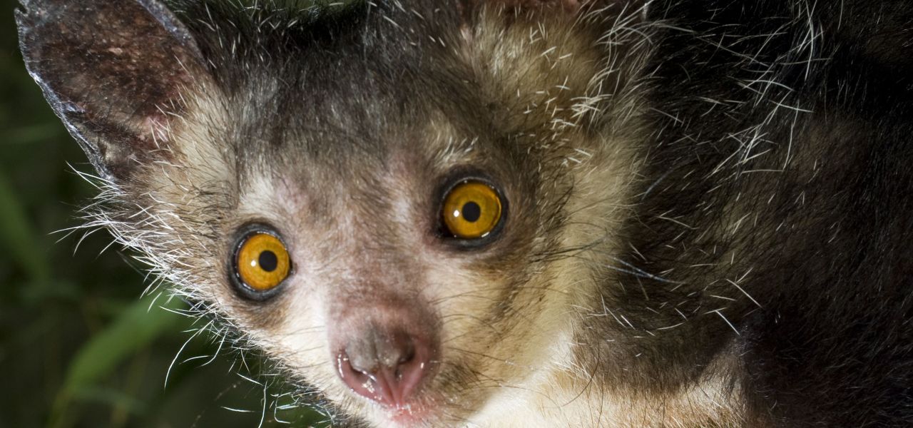 Lemurs | Nature | PBS