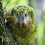 Featured Creature: Kakapo | Blog | Nature | PBS