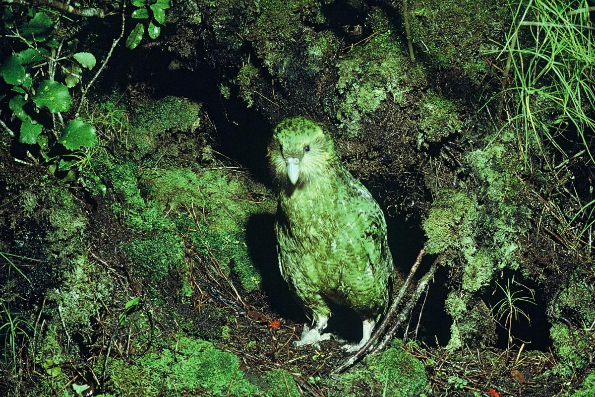 Featured Creature: Kakapo | Blog | Nature | PBS