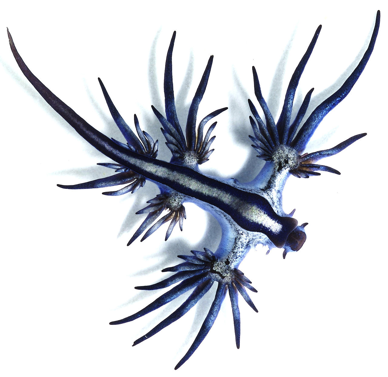 Featured Creature: Blue Dragon | Blog | Nature | PBS