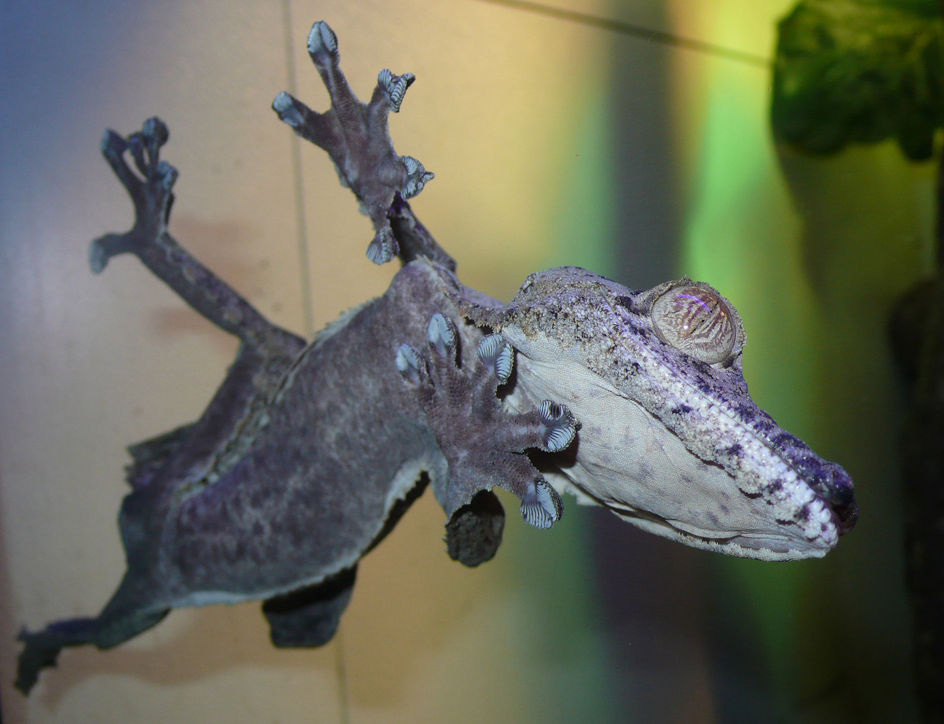 Featured Creature: Leaf-Tailed Gecko | Blog | Nature | PBS
