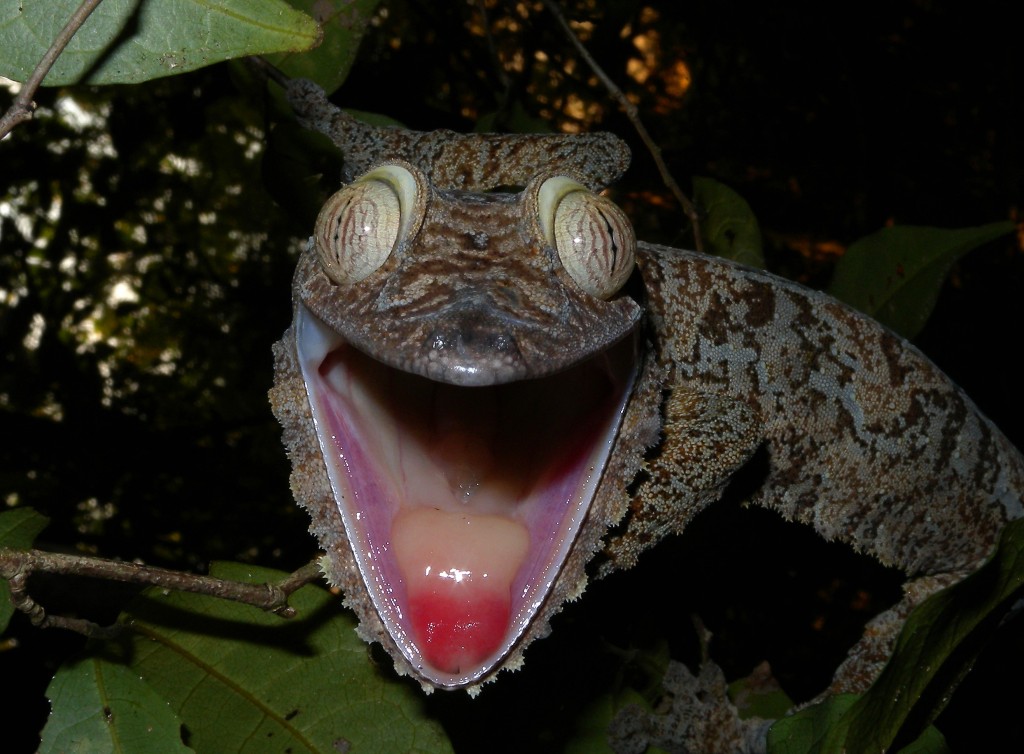 Featured Creature: Leaf-Tailed Gecko | Blog | Nature | PBS