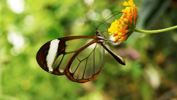 Featured Creature: Glasswinged Butterfly | Blog | Nature | PBS