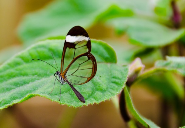 Featured Creature: Glasswinged Butterfly | Blog | Nature | PBS